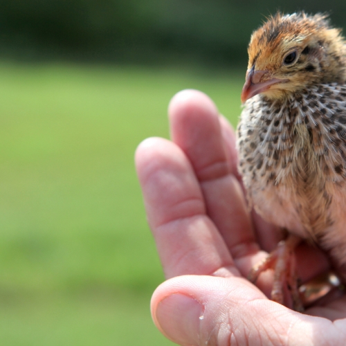 Manchester Farms Image Gallery