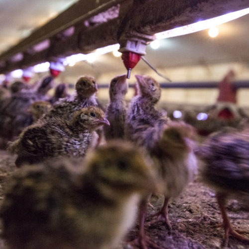 Manchester Farms Image Gallery