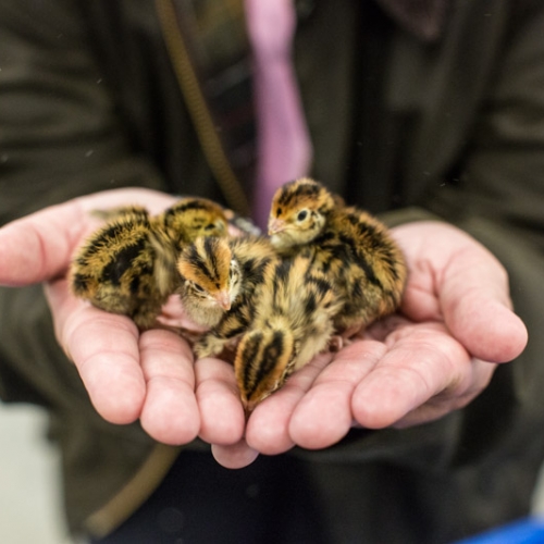 Manchester Farms Image Gallery