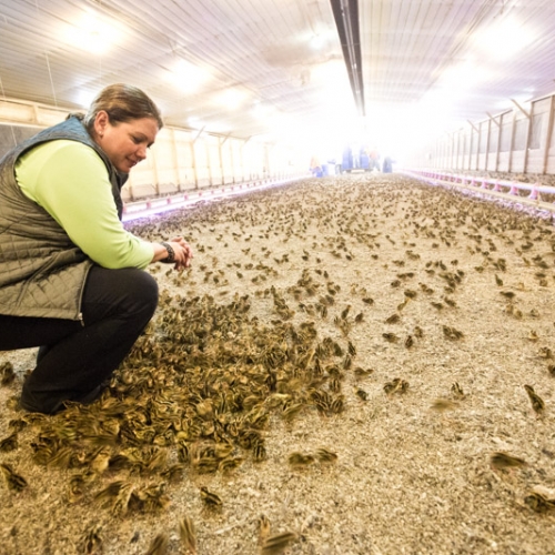 Manchester Farms Image Gallery